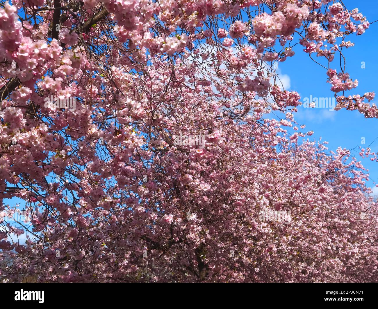pink cherry tree blossom Stock Photo - Alamy