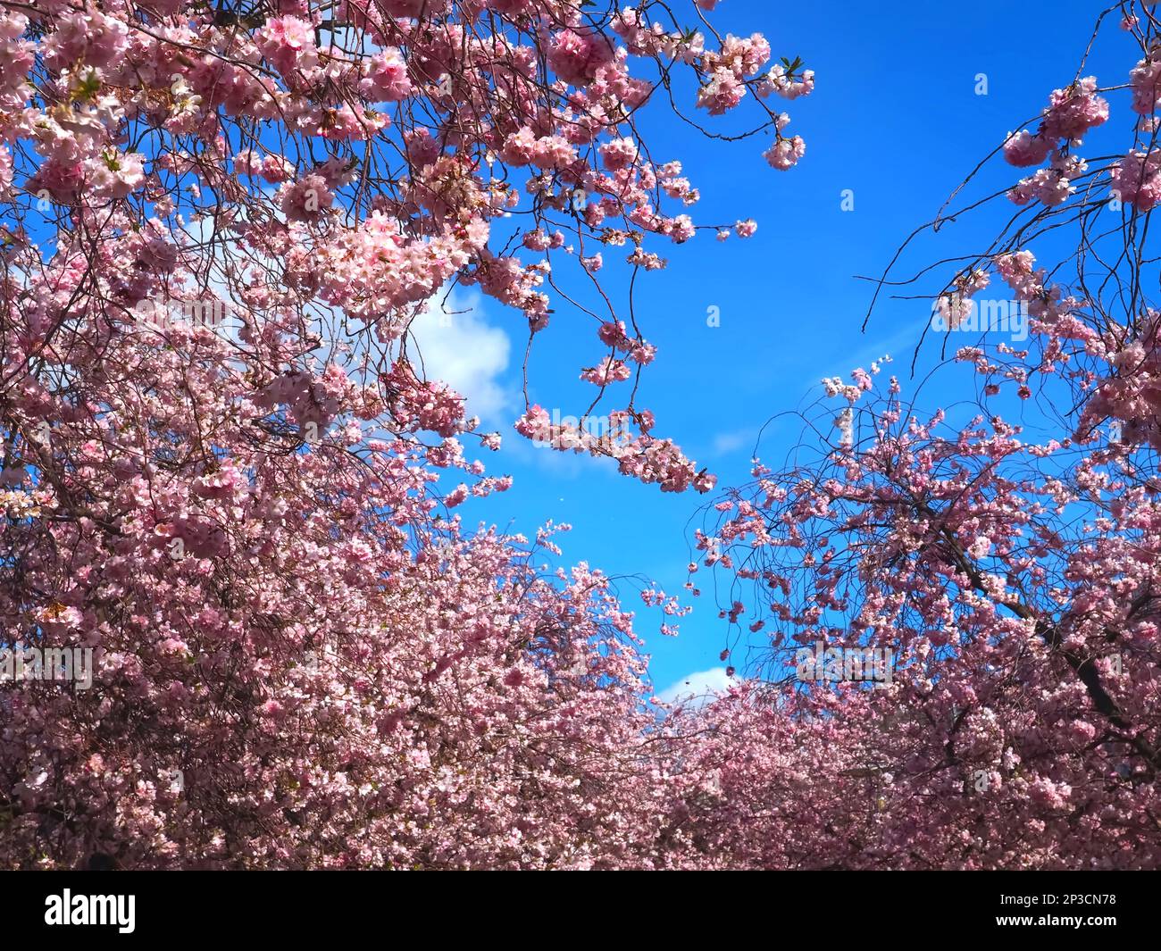 pink cherry tree blossom Stock Photo - Alamy