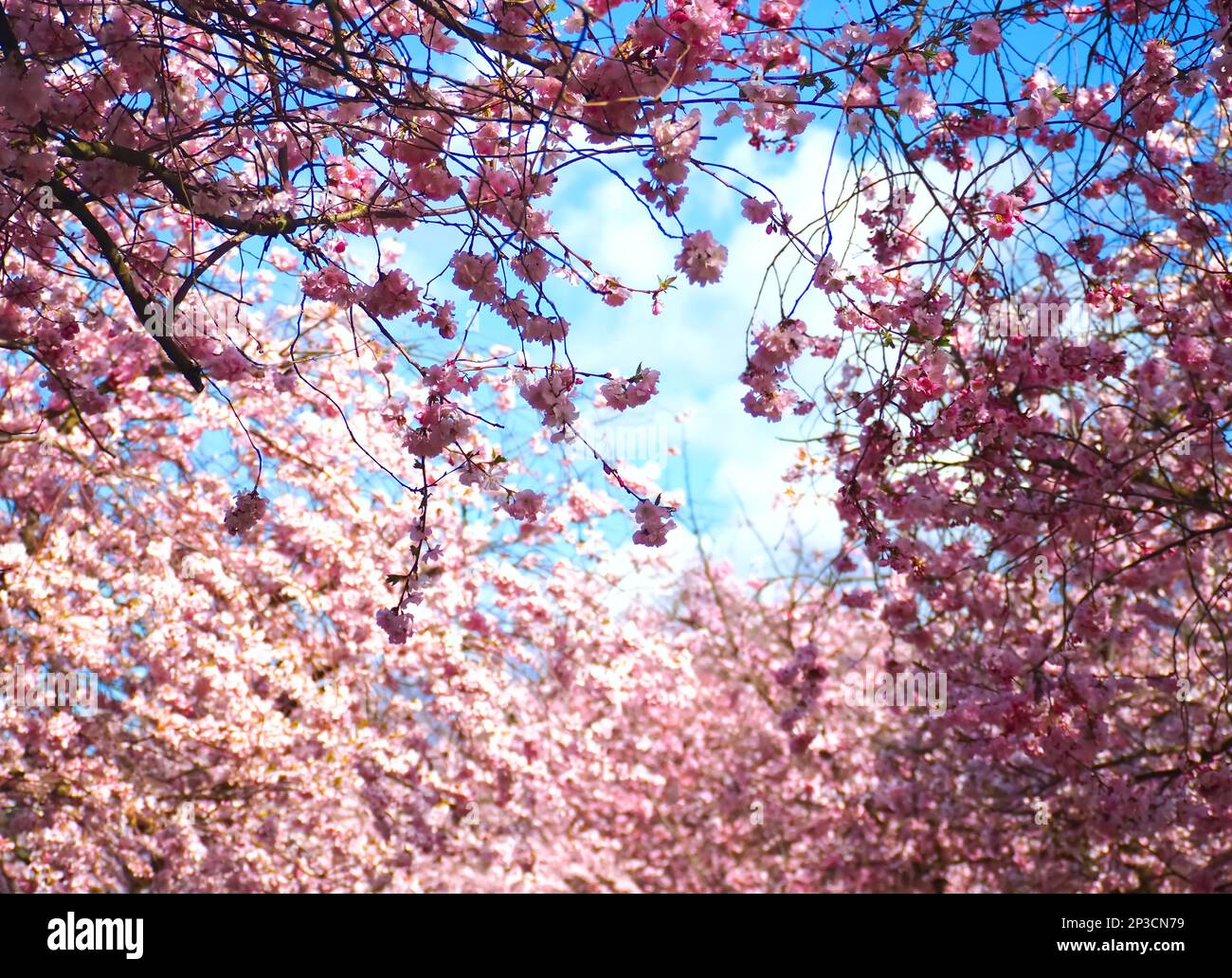 pink cherry tree blossom Stock Photo - Alamy