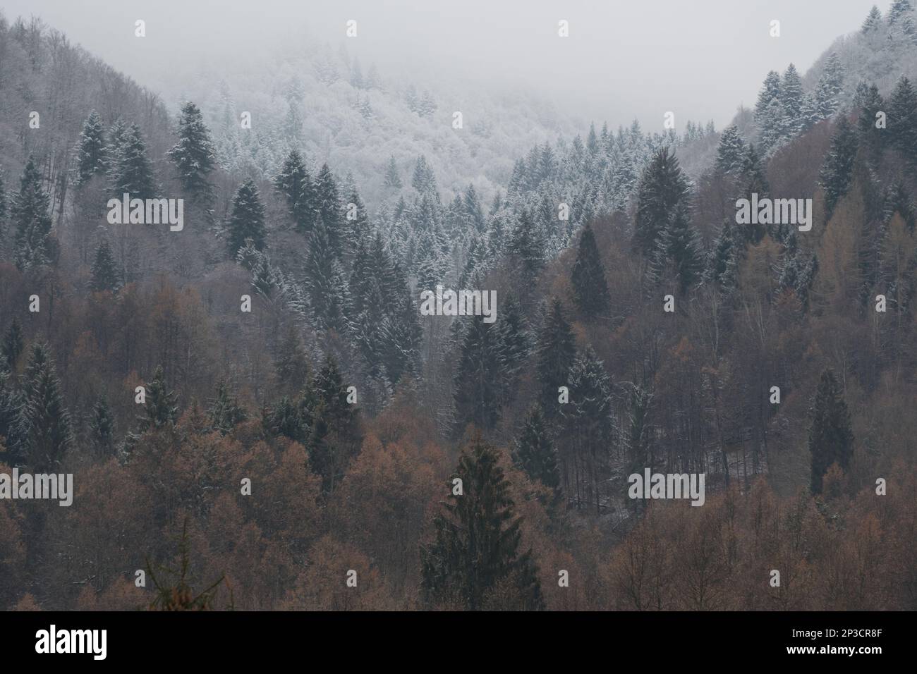 shades of snow on the forest in winter, landscape after a small ...