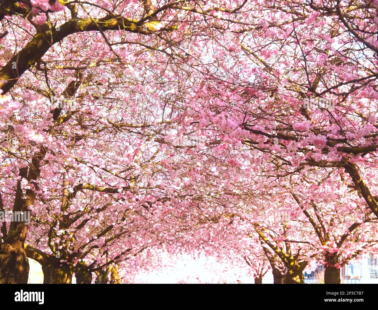 pink cherry tree blossom Stock Photo - Alamy