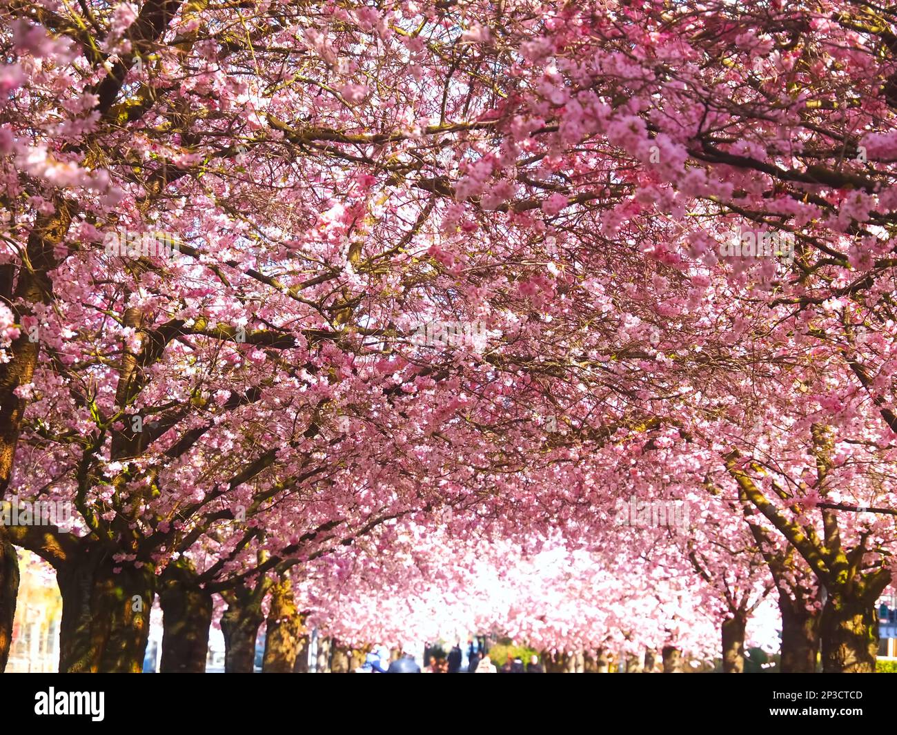 pink cherry tree blossom Stock Photo - Alamy