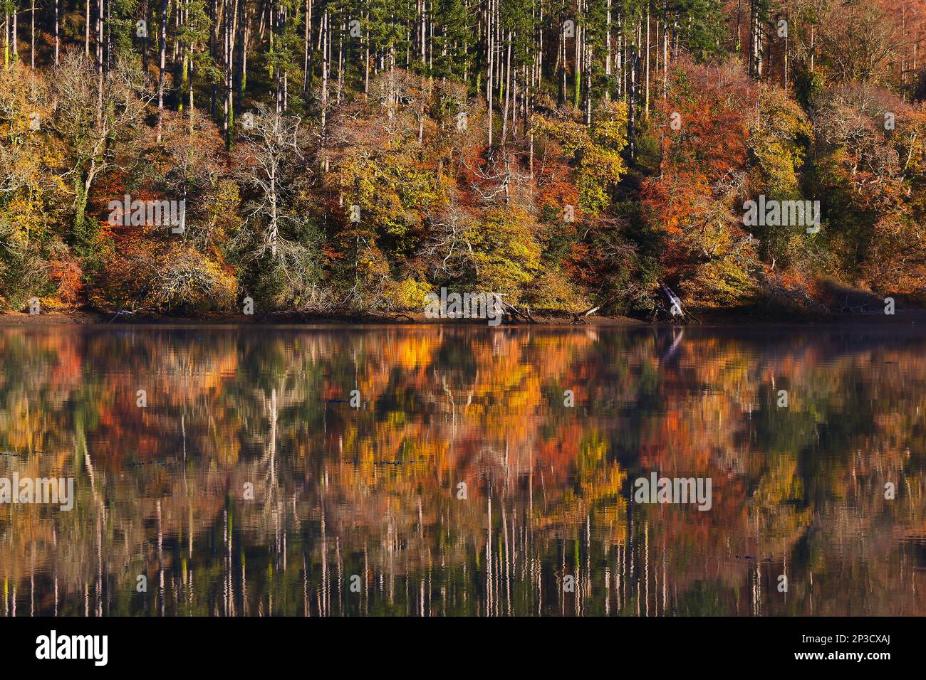 Broadleaved deciduous woodland in Autumn colours reflected on water ...