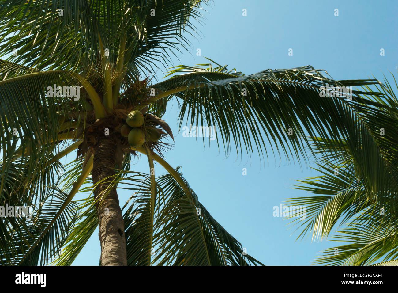 Bottom view palm branches hi-res stock photography and images - Alamy