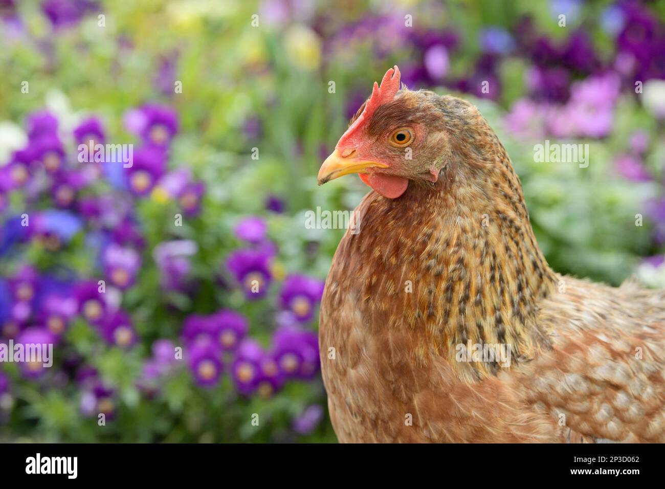 Chicken sitting in flowers Stock Photo - Alamy