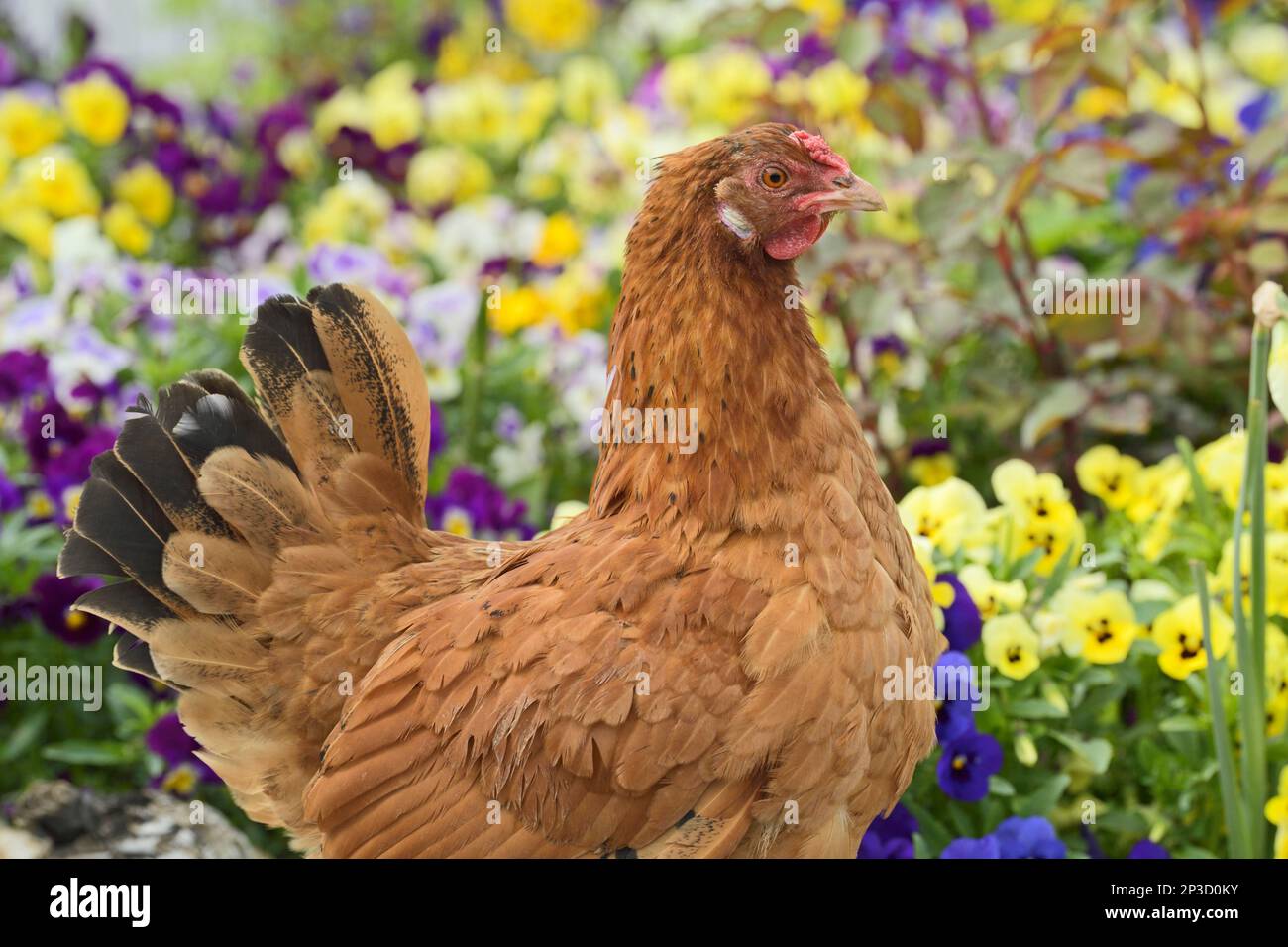 Flowers and fowl hi-res stock photography and images - Alamy