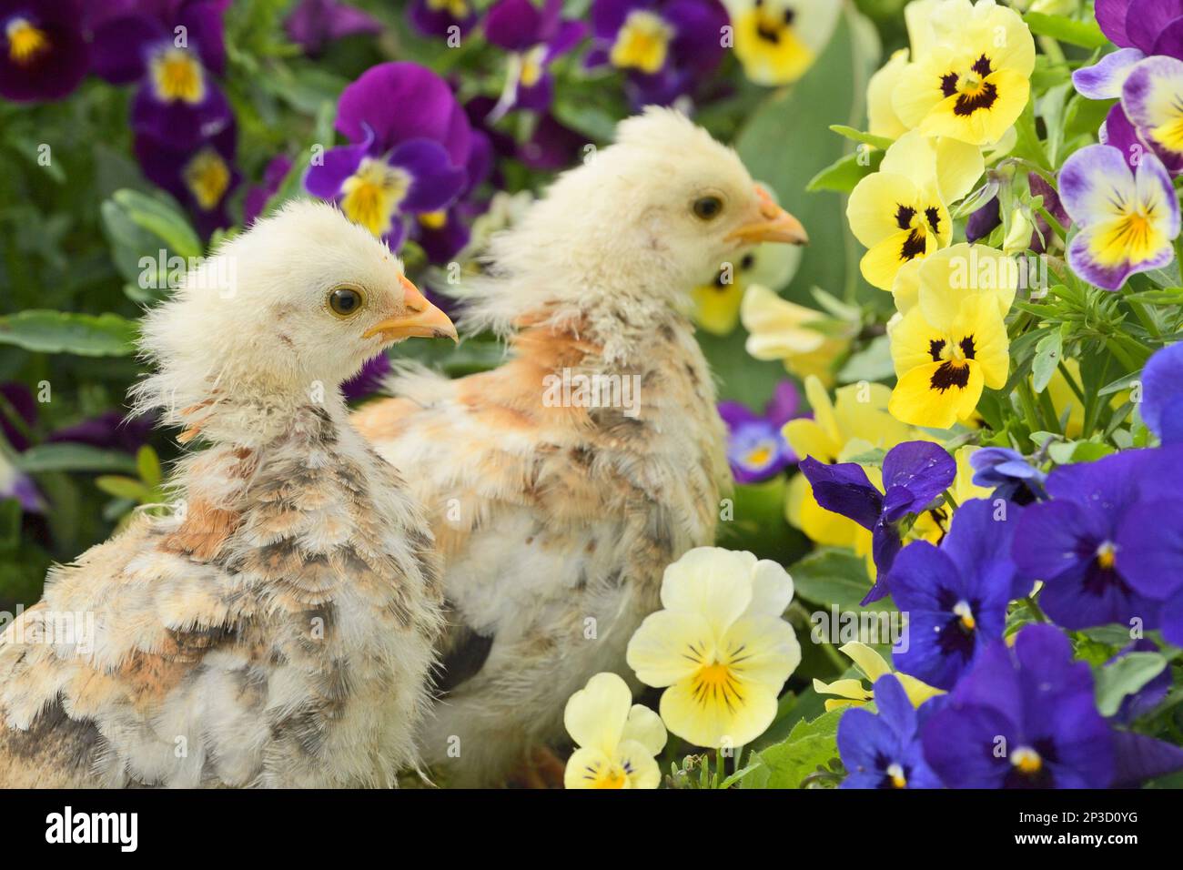 Hen and chicks blooming hi-res stock photography and images - Alamy