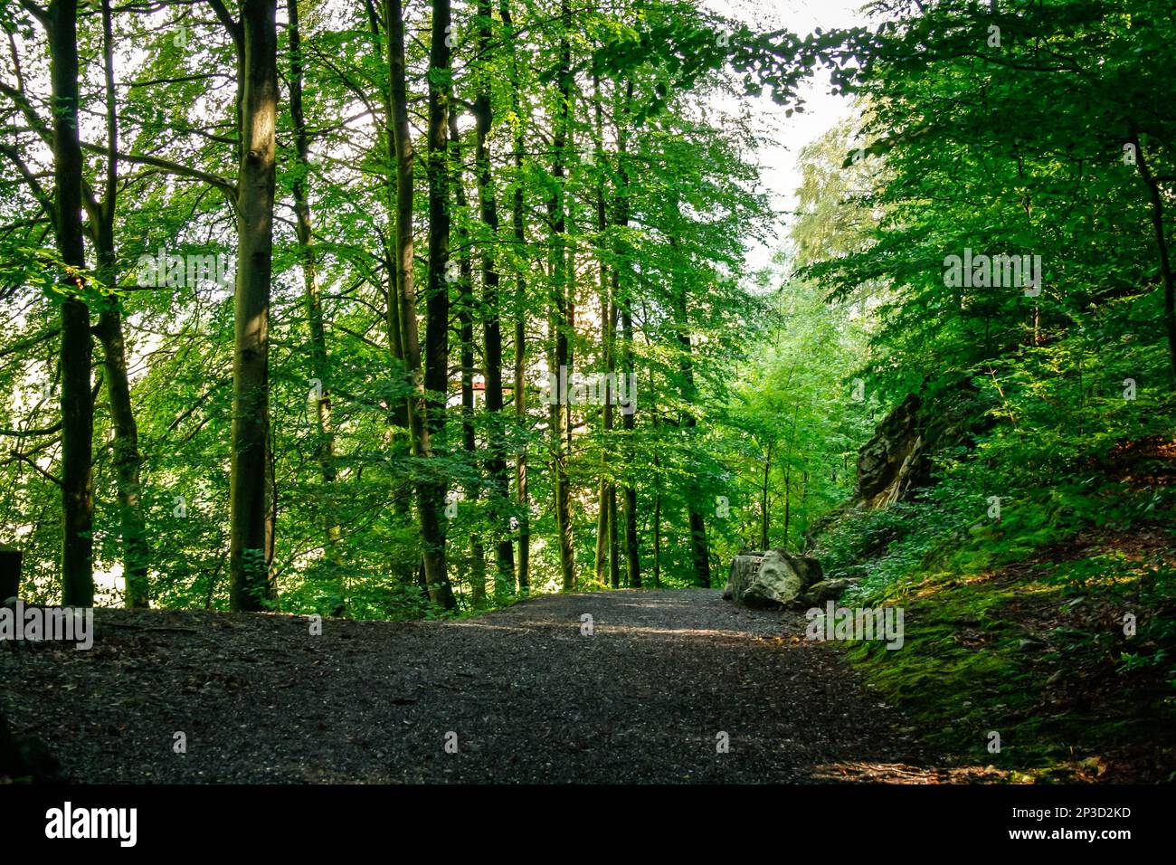 Broadleaf forest hi-res stock photography and images - Alamy