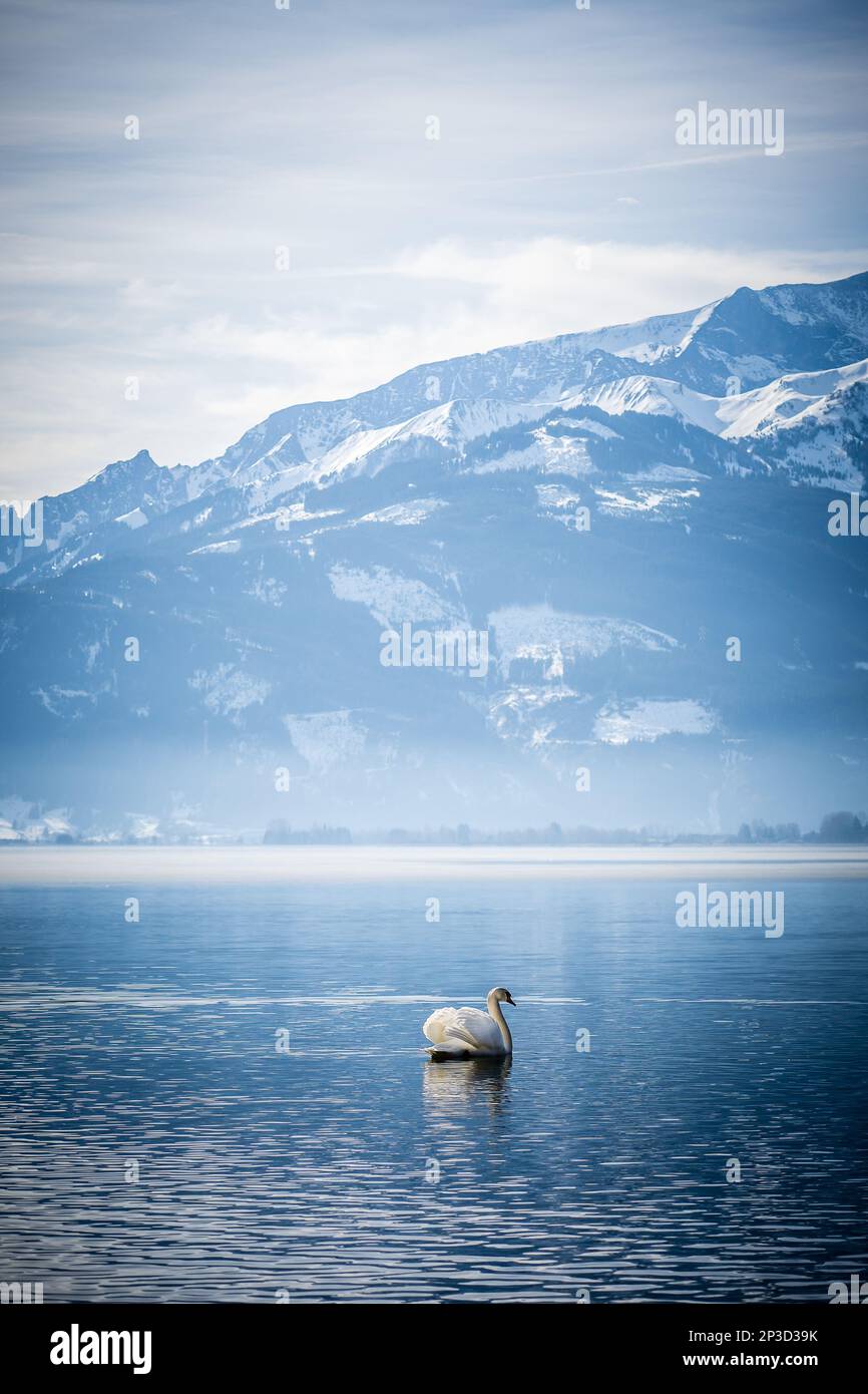 A Swan glides gracefully across the pools forming in the melting ice of ...