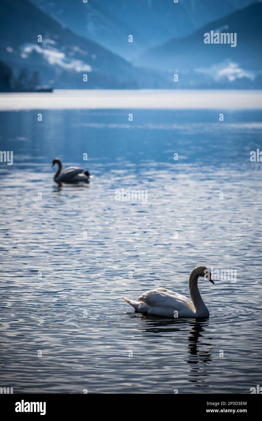 A Swan glides gracefully across the pools forming in the melting ice of ...