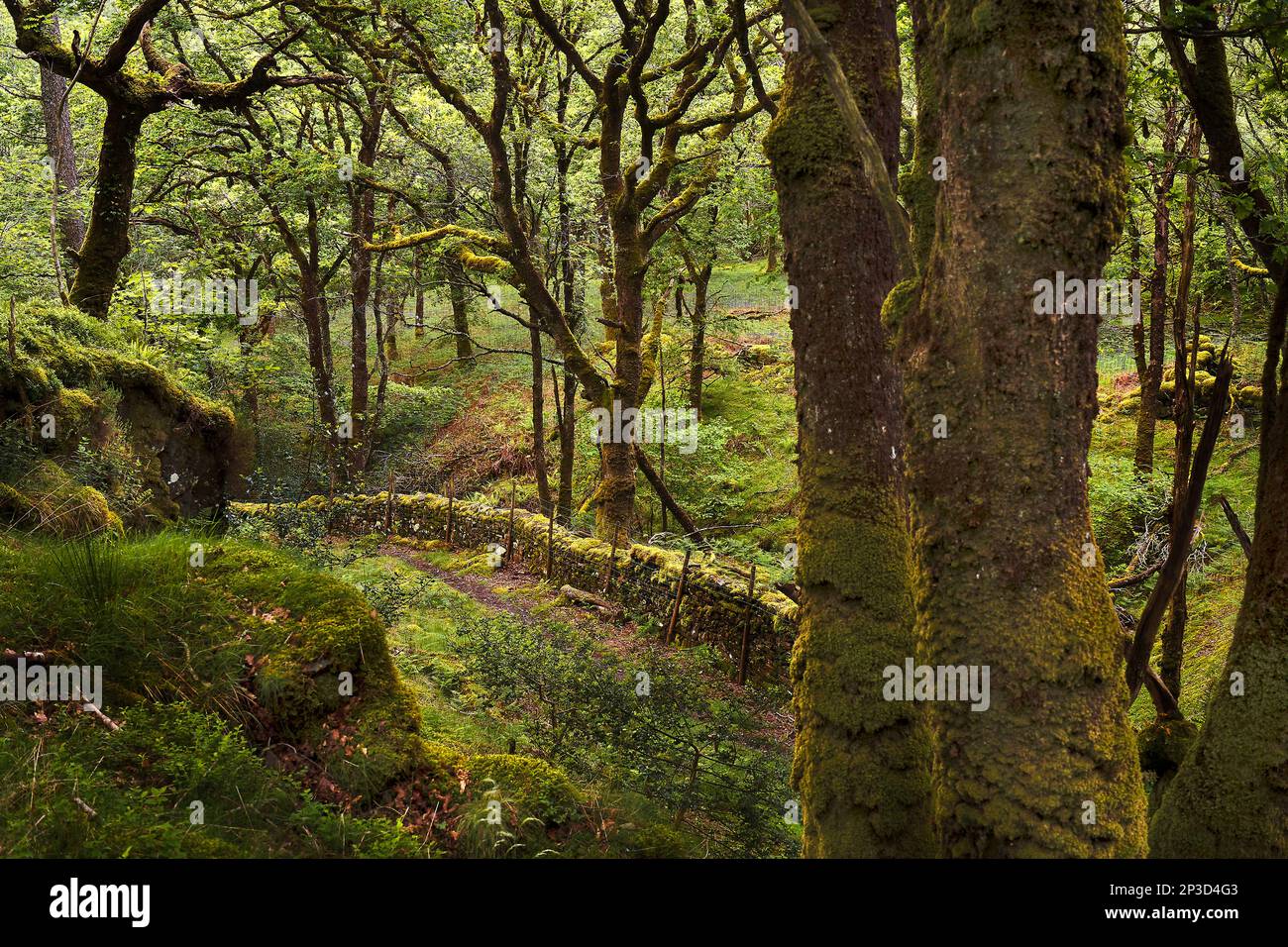 View of footpath and moss-covered within woodland scene; Coed Felenhryd ...