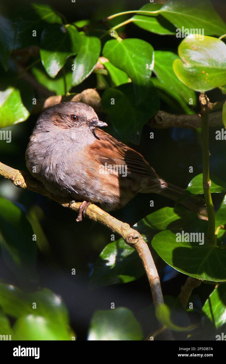Dunnocks are also known as 'hedge sparrows' but is ont part of teh ...