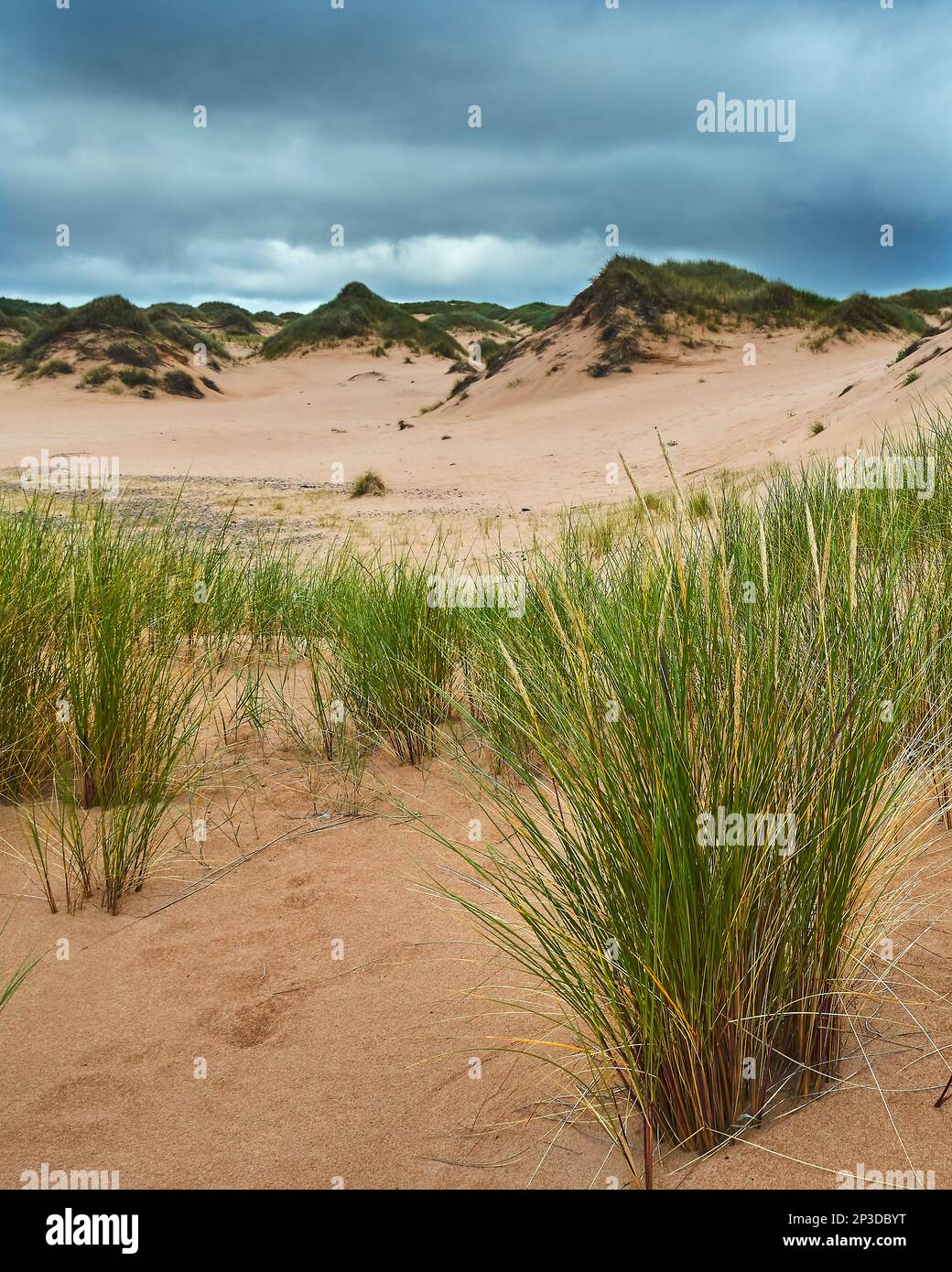 Vertical orientation of arram Grass and Sand Dunes at Forvie NNR Stock ...