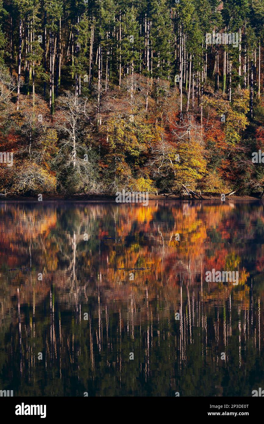 Portrait shot of broadleaved deciduous woodland in Autumn colours ...
