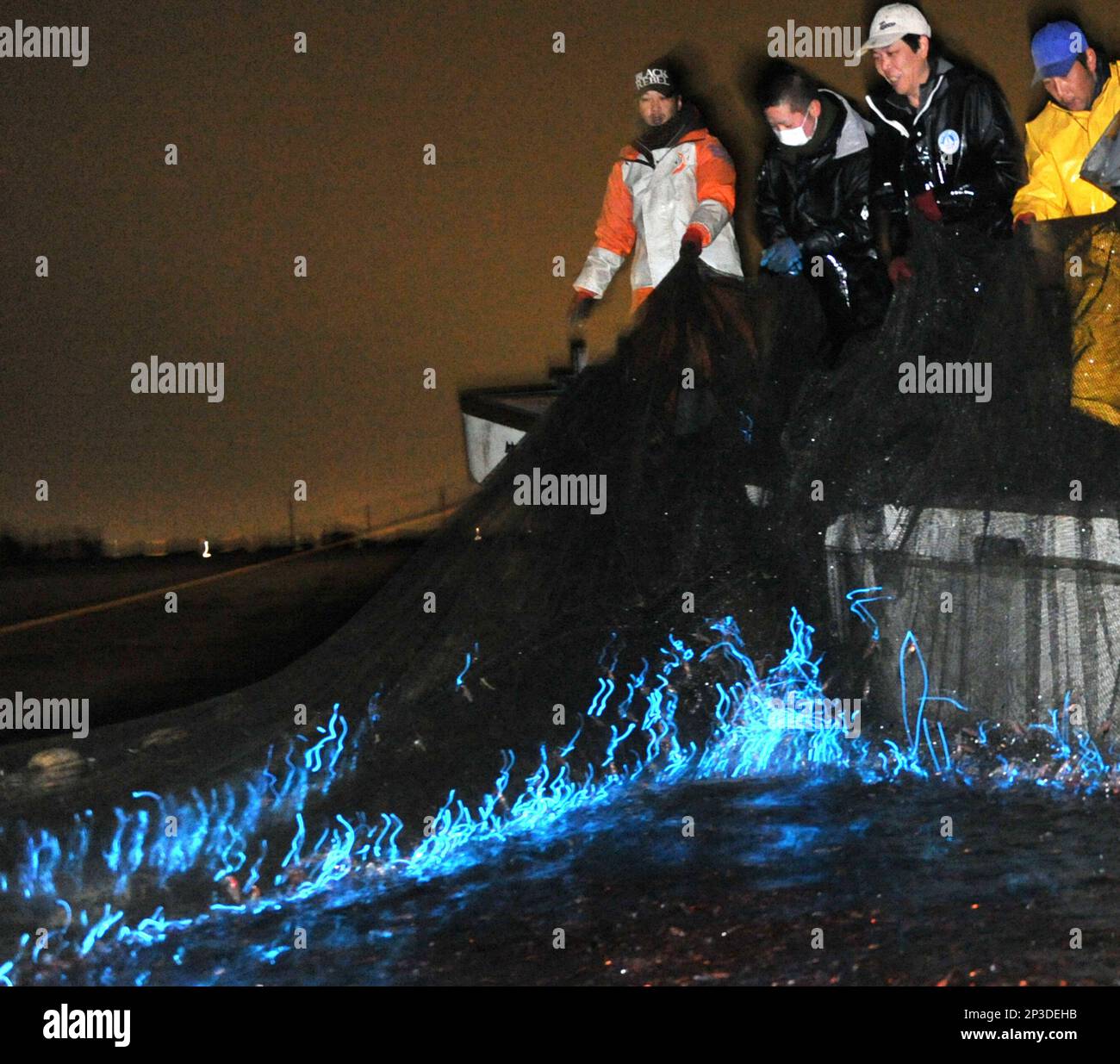 Fishermen catch hotaruika, known as firefly squids brightening in blue ...