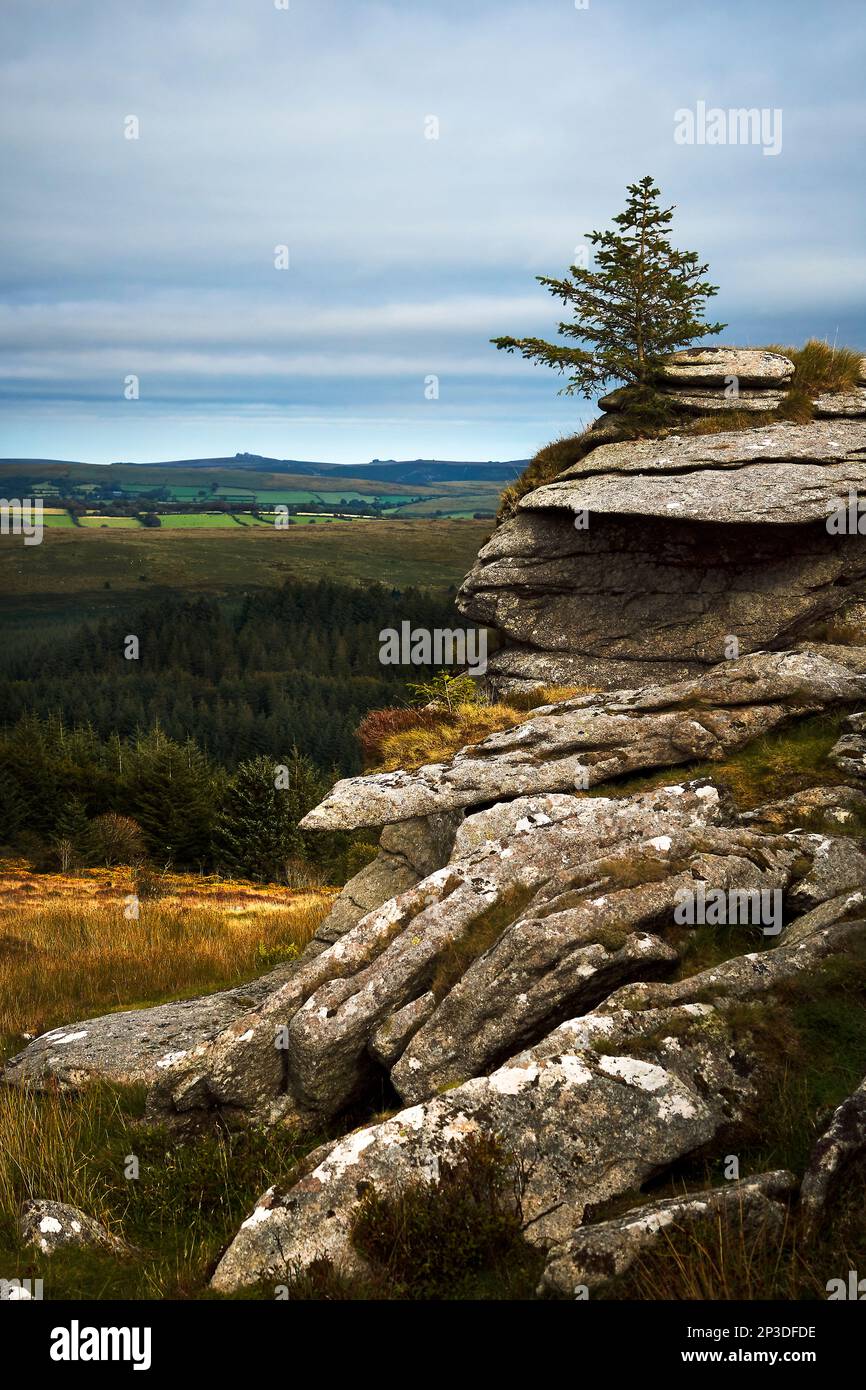 A single conifer tree growing on top of granite rock stack Stock Photo ...