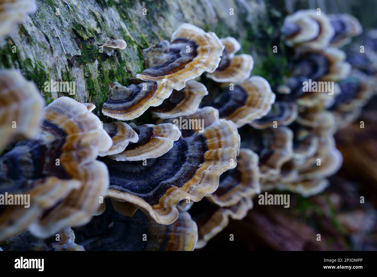 Turkey tail fungi growing on a log Stock Photo - Alamy