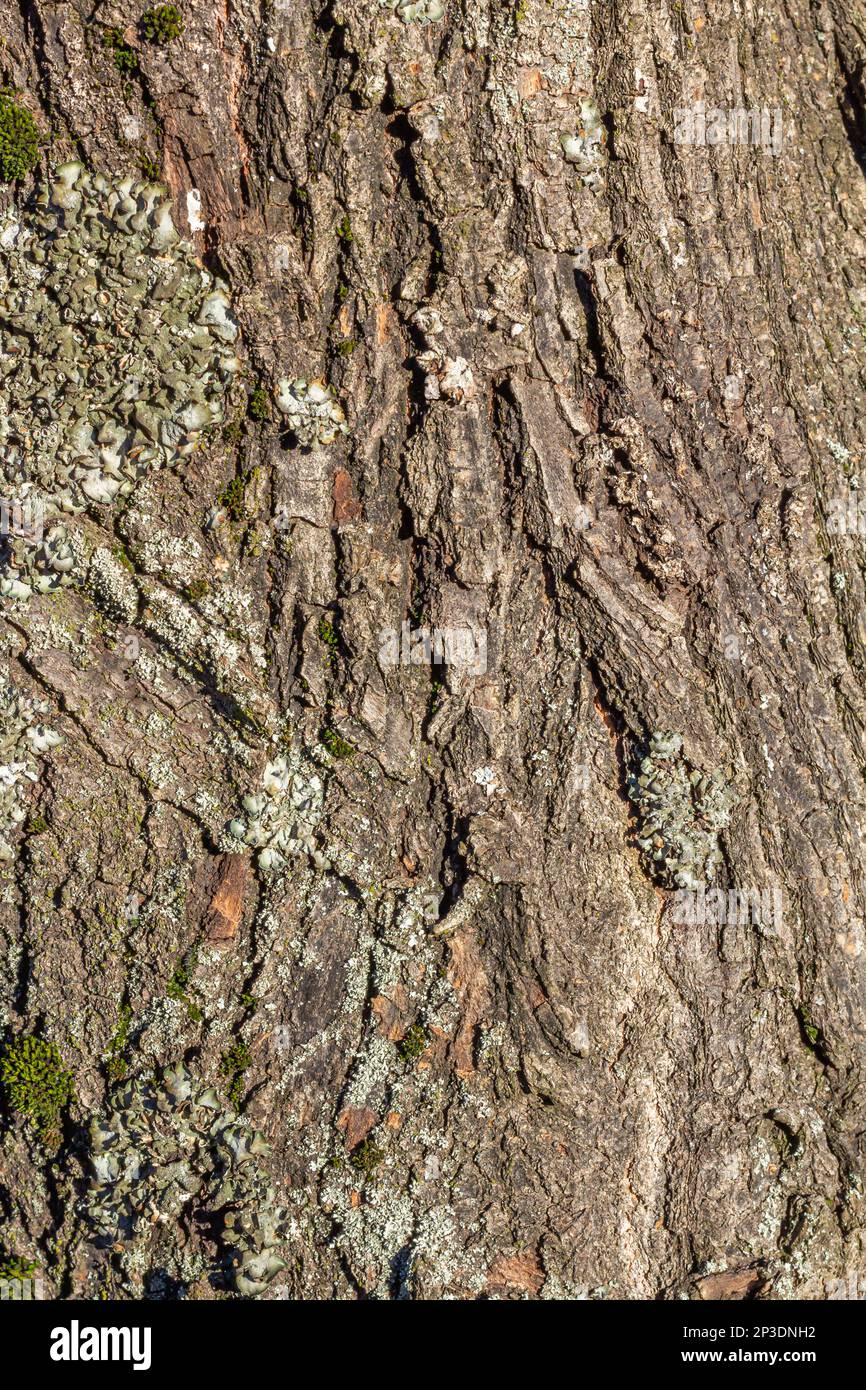 Old tree bark with beautiful patterns for graphic design or wallpapers ...