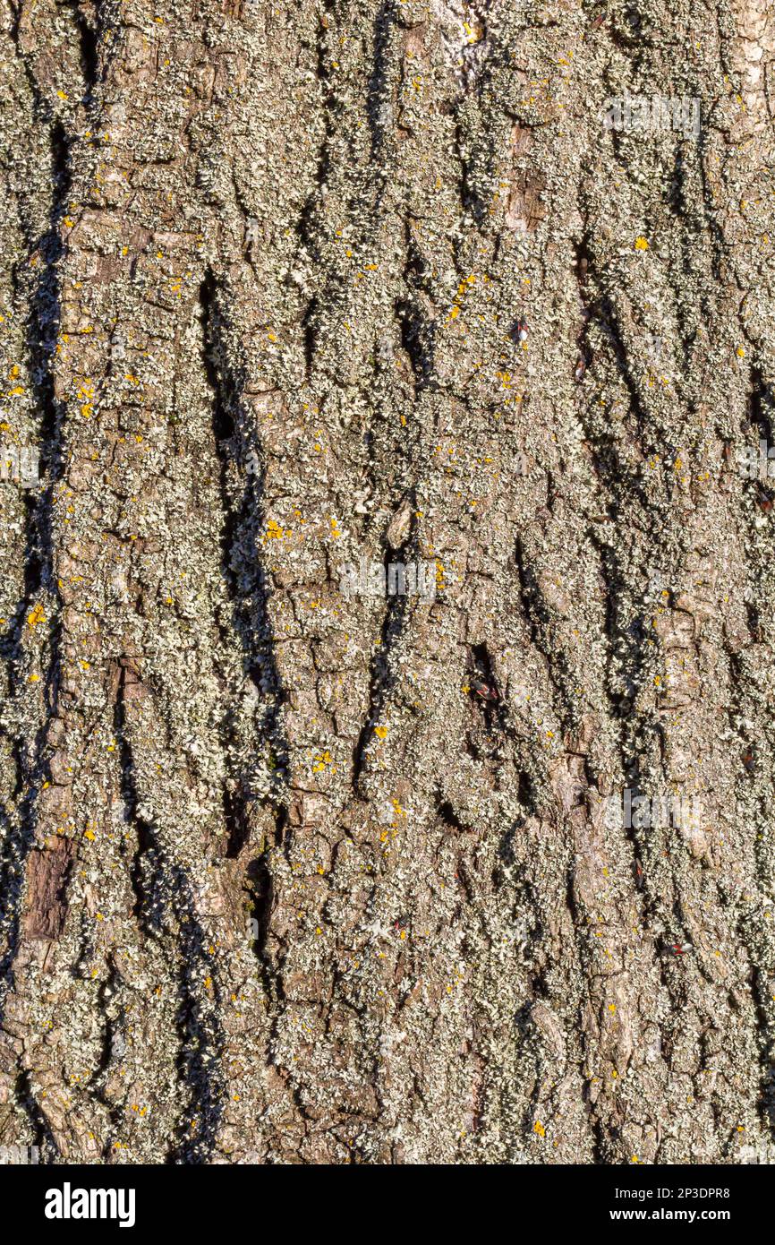 Old tree bark with beautiful patterns for graphic design or wallpapers ...