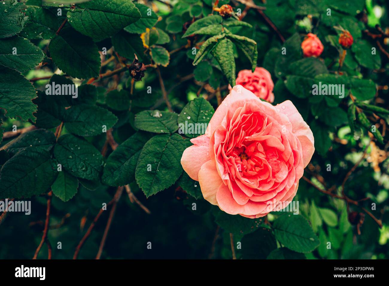 Rose flowers in the garden of roses. Natural background Stock Photo - Alamy