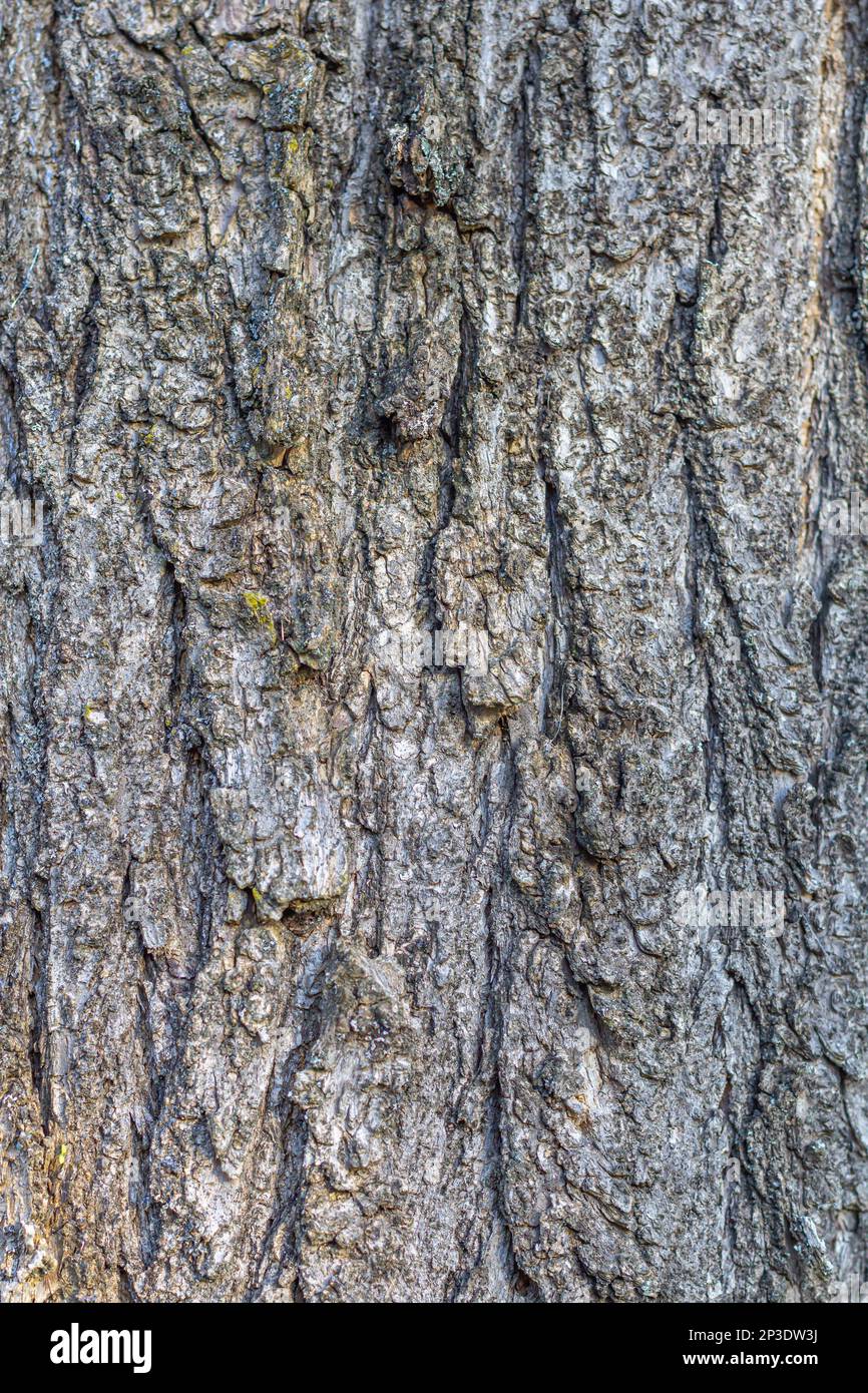 Old tree bark with beautiful patterns for graphic design or wallpapers ...