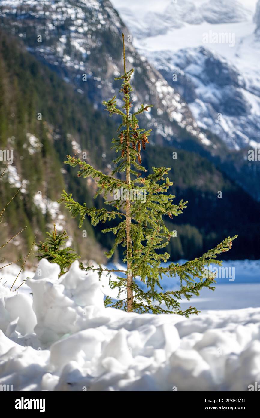 The freezing cold temperatures Austrian winter start to rise and with ...