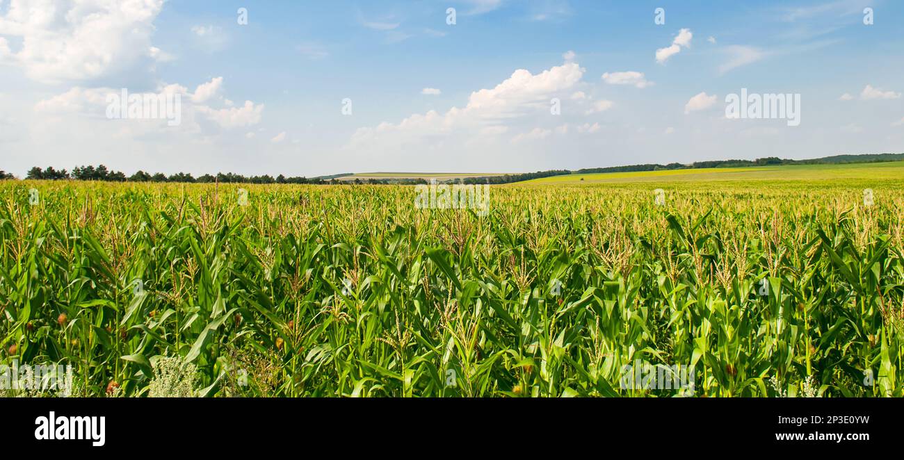 Green field of corn and blue sky. Wide photo Stock Photo - Alamy