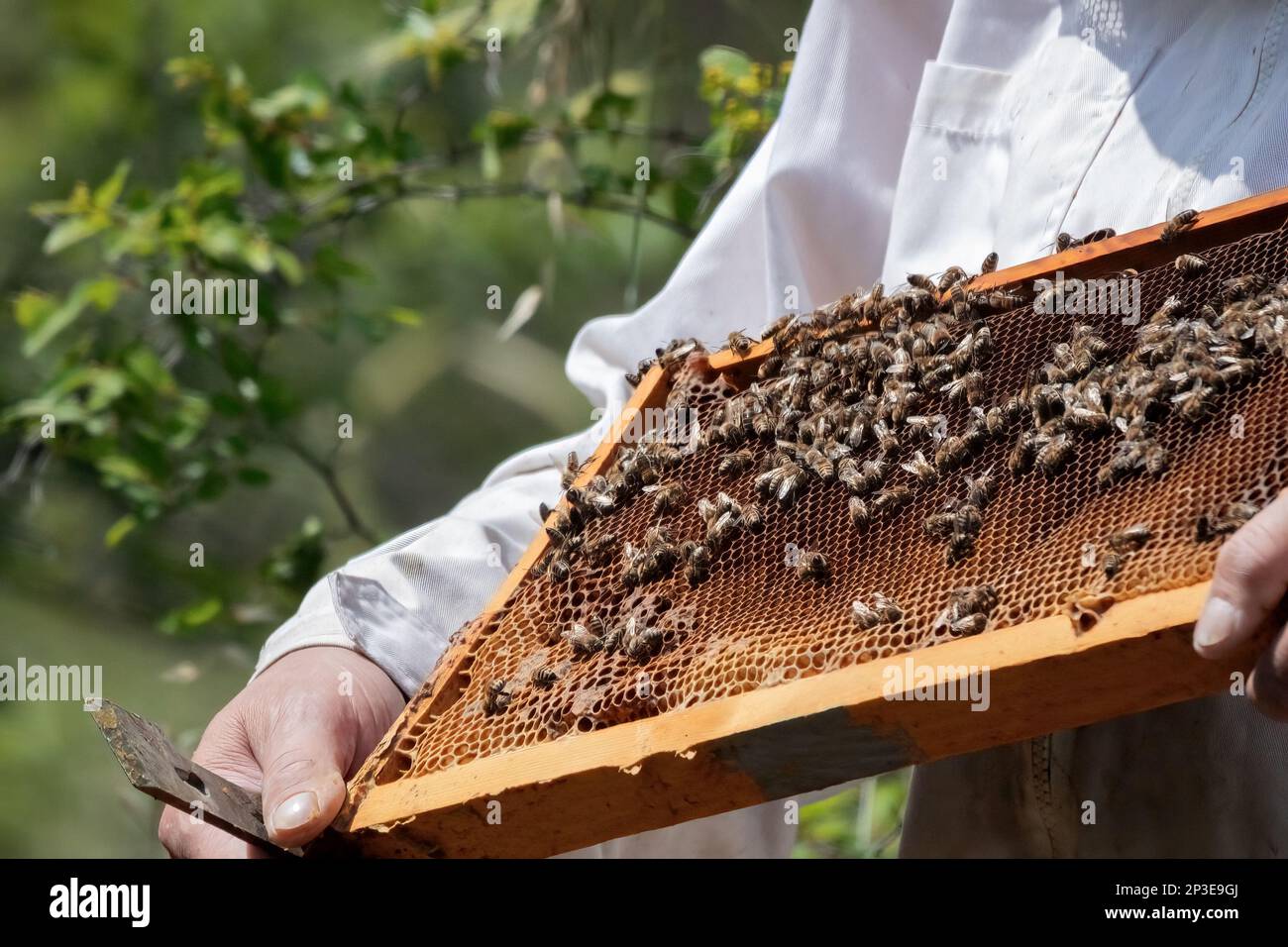 Apiary worker or beekeeper manage colonies of honeybees for the ...