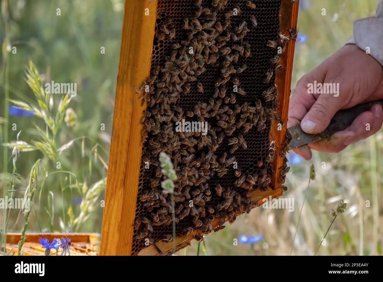 Apiary worker or beekeeper manage colonies of honeybees for the ...