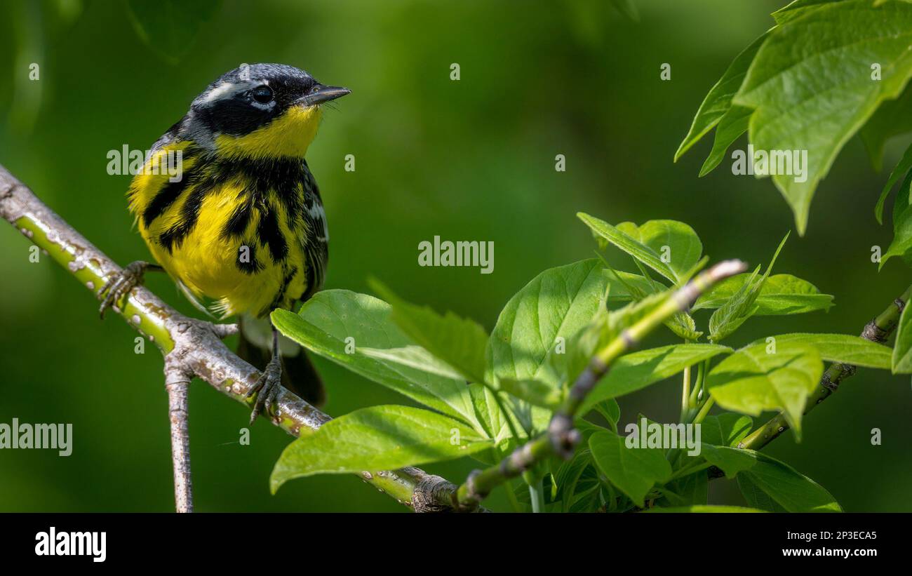 A closeup of a Magnolia Warbler on a tree branch during spring ...