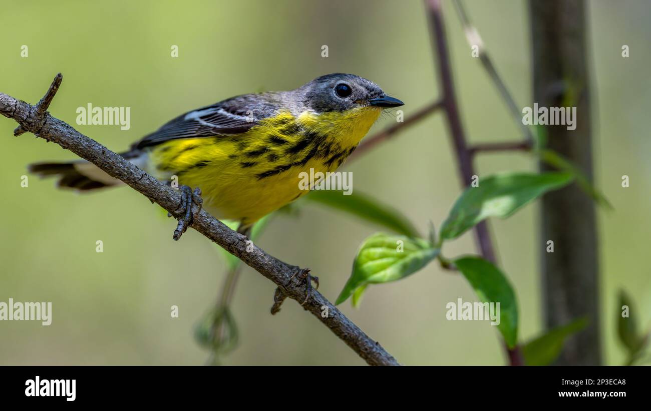 A closeup of a Magnolia Warbler on a tree branch during spring ...