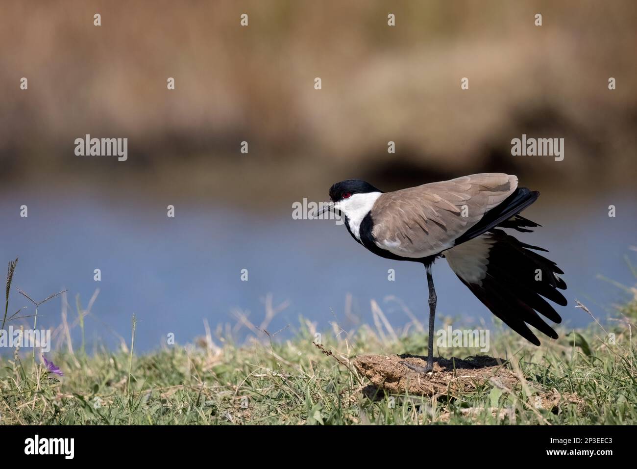 Spur-winged lapwing or plover Vanellus spinosus on Delta Evros Greece ...
