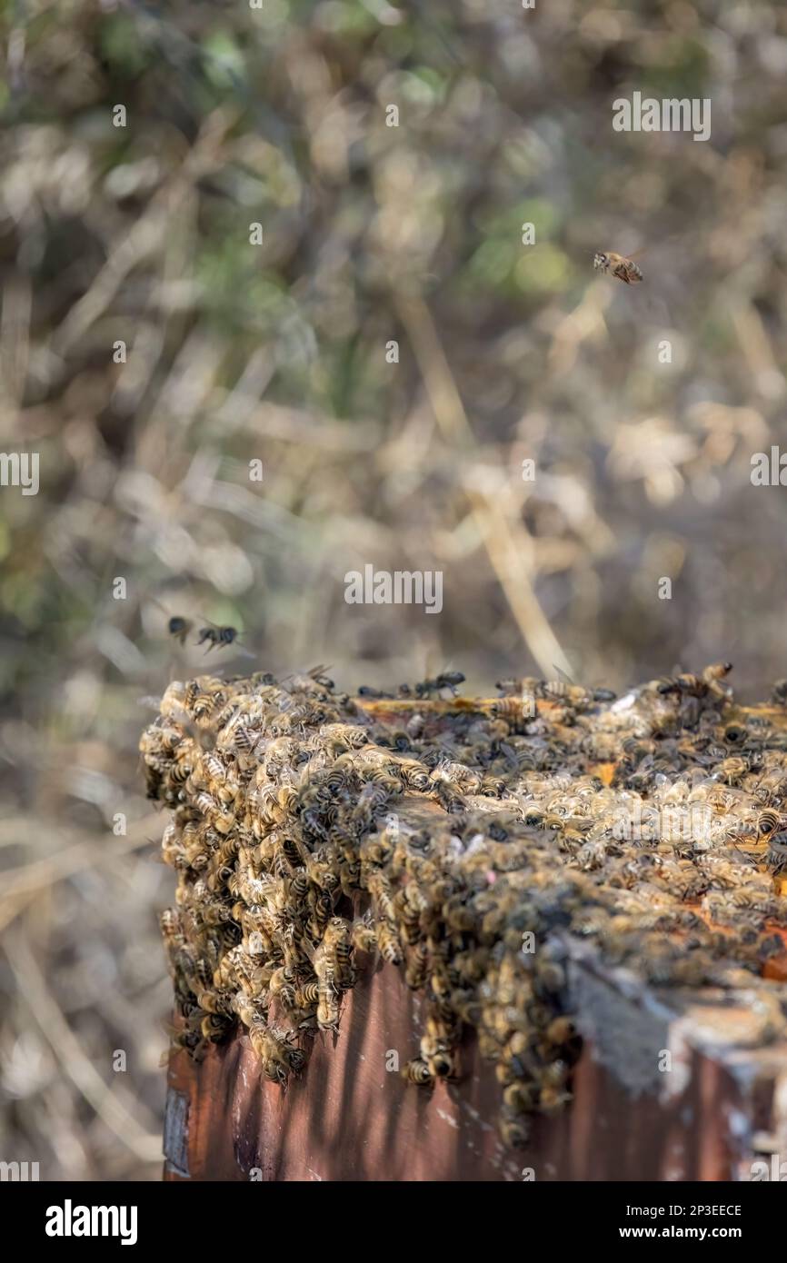 Apiary worker or beekeeper manage colonies of honeybees for the ...