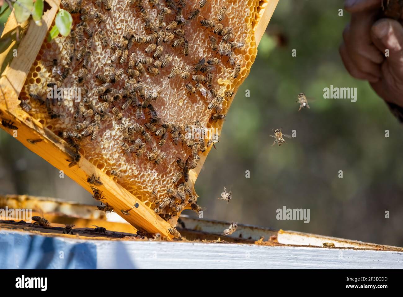 Apiary worker or beekeeper manage colonies of honeybees for the ...