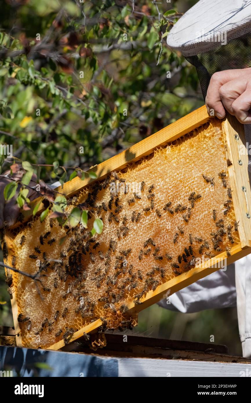 Apiary worker or beekeeper manage colonies of honeybees for the ...