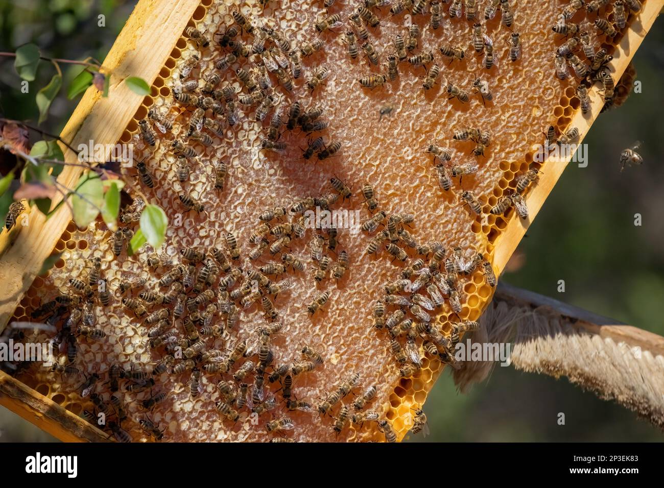 Apiary worker or beekeeper manage colonies of honeybees for the ...