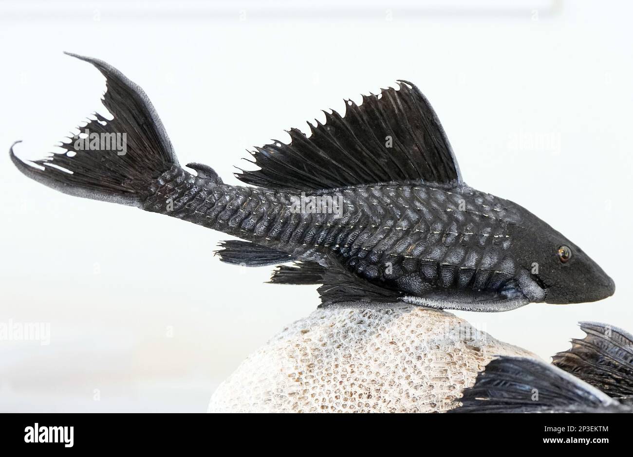 01 March 2023, Brandenburg, Potsdam: A loricariid catfish from Florida ...