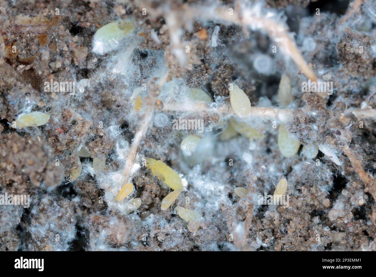 Sugar beet root aphid, beet root aphid, Pemphigus fuscicornis. A ...