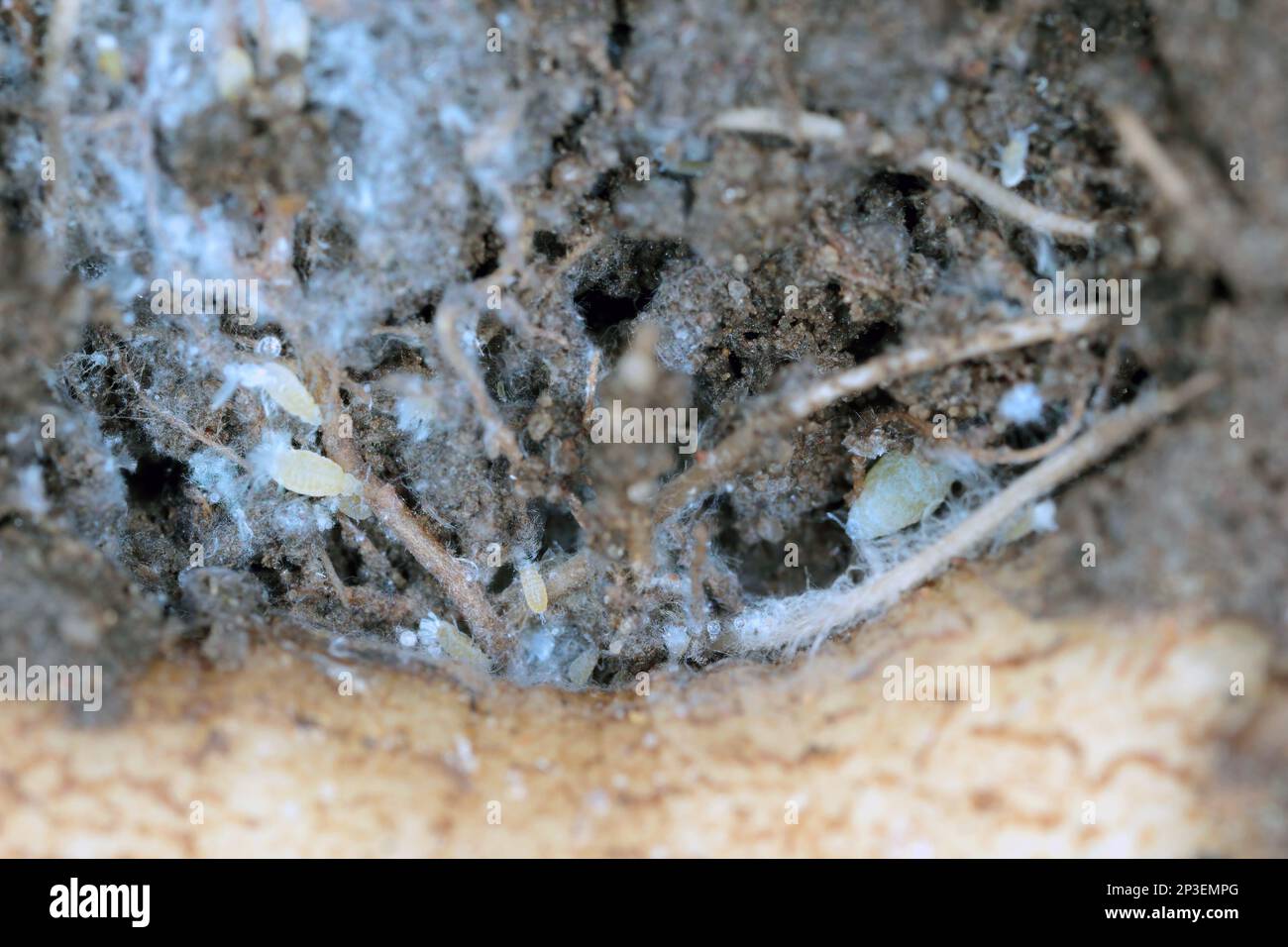 Sugar beet root aphid, beet root aphid, Pemphigus fuscicornis. A ...