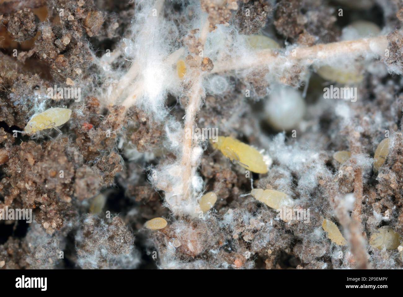 Sugar beet root aphid, beet root aphid, Pemphigus fuscicornis. A ...