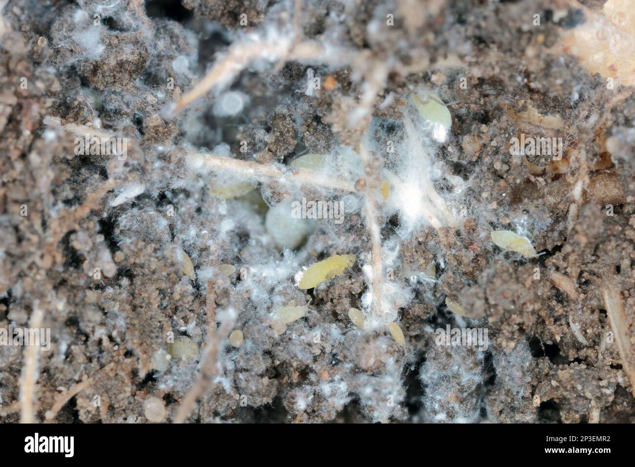 Sugar beet root aphid, beet root aphid, Pemphigus fuscicornis. A ...