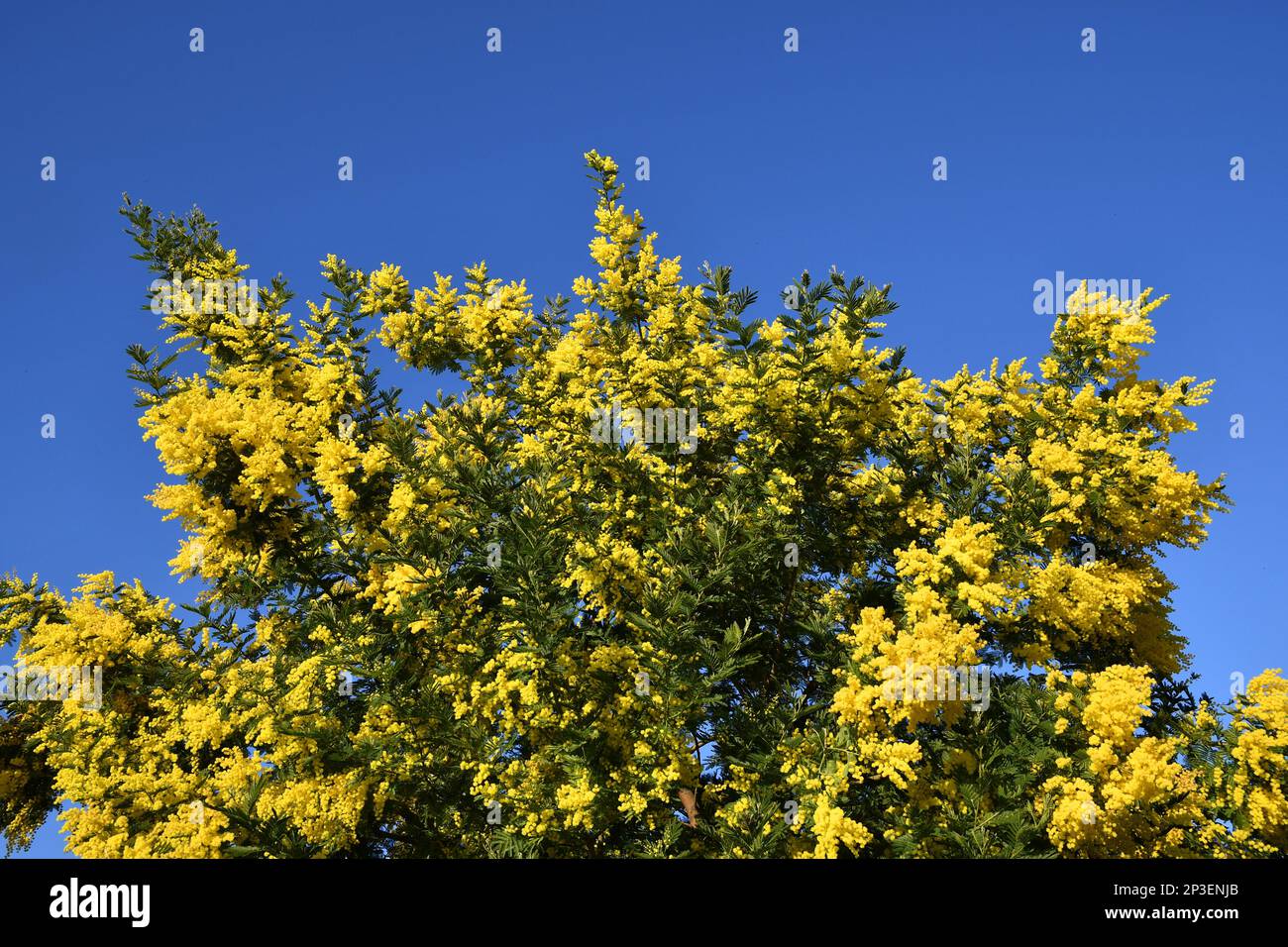 Beautiful Mimosa tree (Acacia Dealbata) against the blue sky ...
