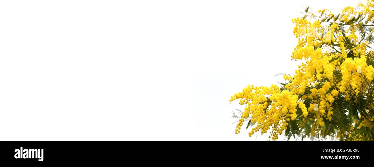 Spring flowers background banner. Mimosa on white background, spring ...