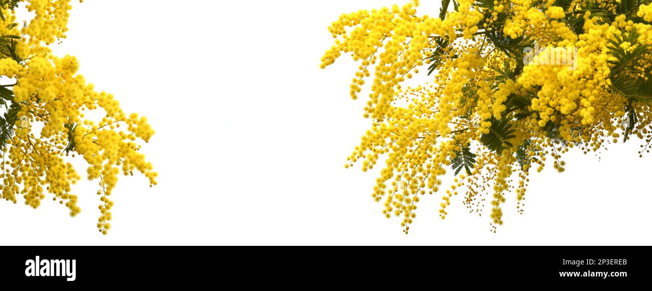 Spring flowers background banner. Mimosa on white background, spring ...