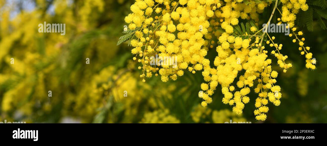 The Yellow Mimosa tree flowers in February. Spring yellow flowers of ...