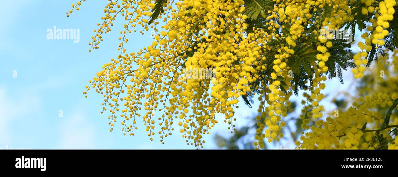 The Yellow Mimosa tree flowers in February. Spring yellow flowers of ...