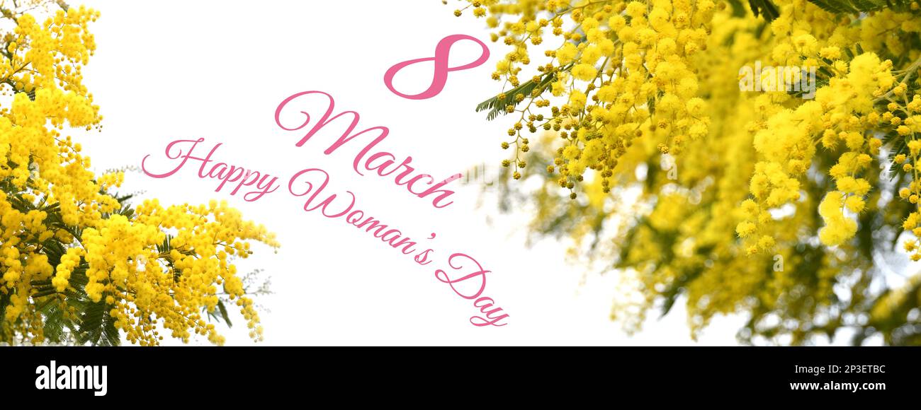 Mimosa flowers. Banner for the International Women's Day. March 8 ...