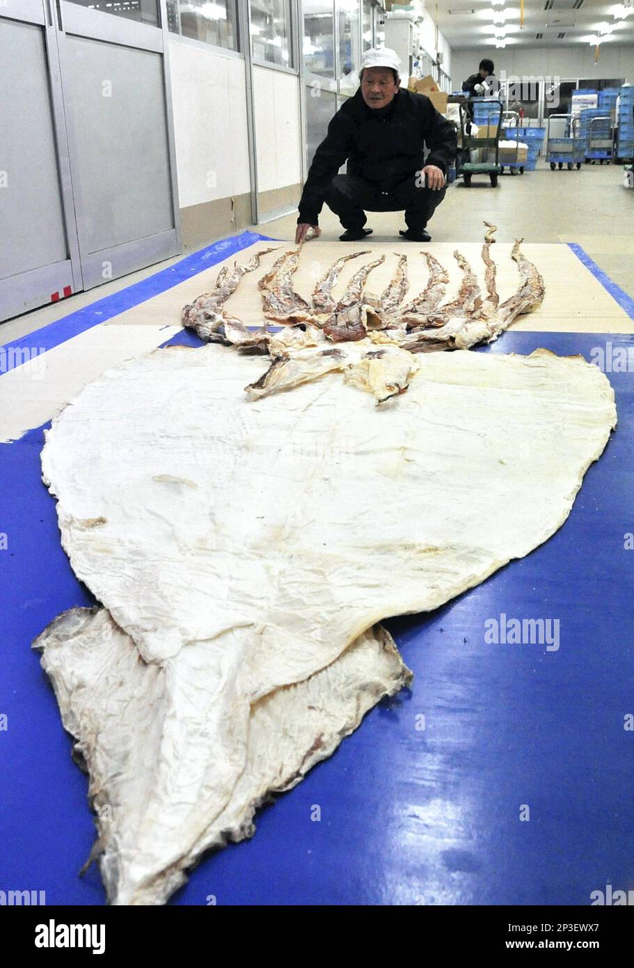 File A photo shows a 6.3 meter-long and 130-kilograms-weight giant ...
