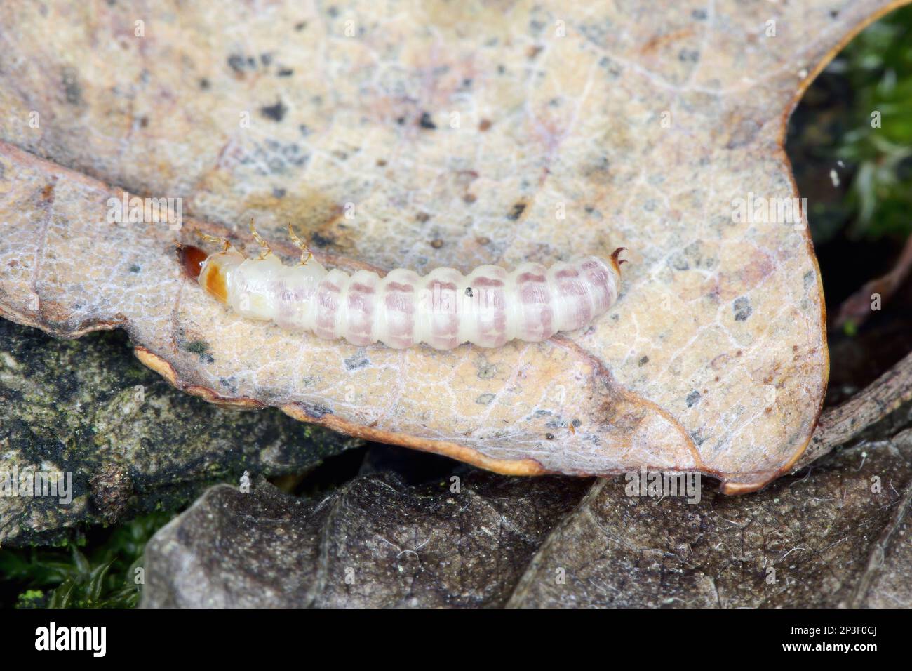 Detailed closeup of a checkered beetle, Tillus elongatus, Checkered beetle, family Cleridae. The ...