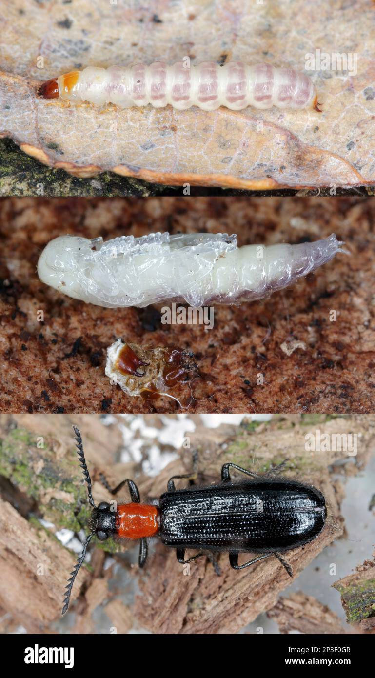 Detailed closeup of a checkered beetle, Tillus elongatus, Checkered beetle, family Cleridae. The ...